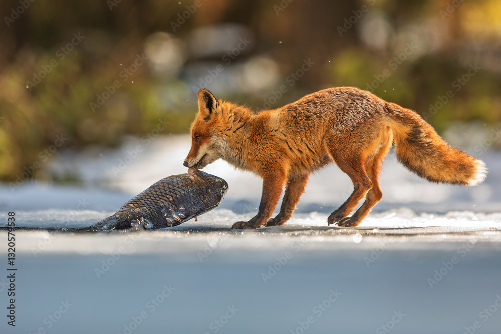 male red fox (Vulpes vulpes) pulling a fish across a lake of ice Stock ...