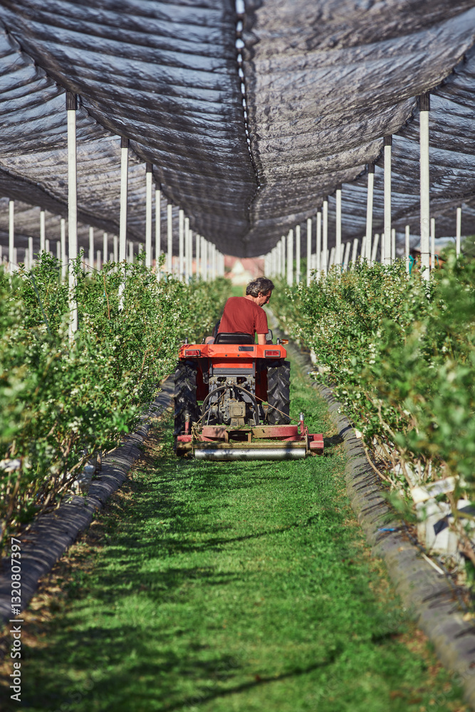 Farmer using bush hog on a tractor to cut weeds in a blueberries plant ...