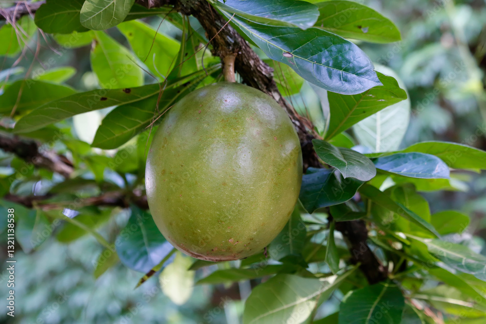 Berenuk fruit (Crescentia cujete) producing large fruits seen in detail ...