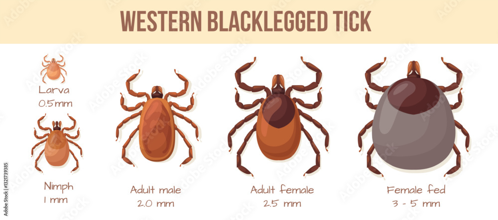 Ticks stage. Tick mites insect bug parasite life cycle type view, fed ...