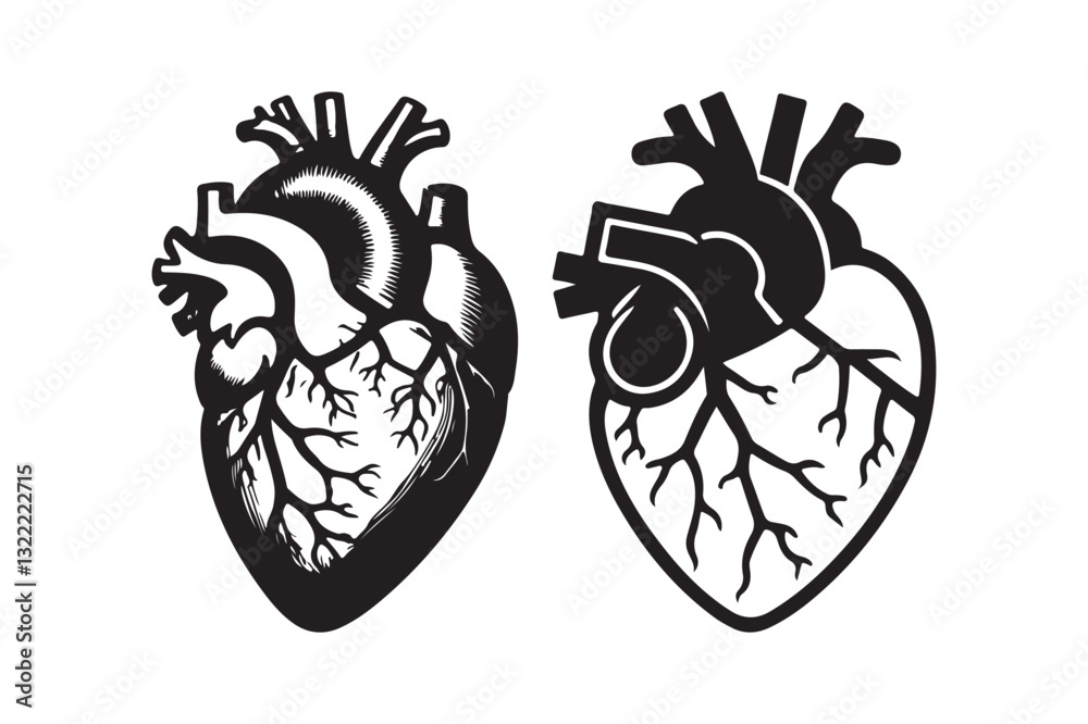 Anatomical Human Heart Silhouette Medical Illustration Vector Clipart ...