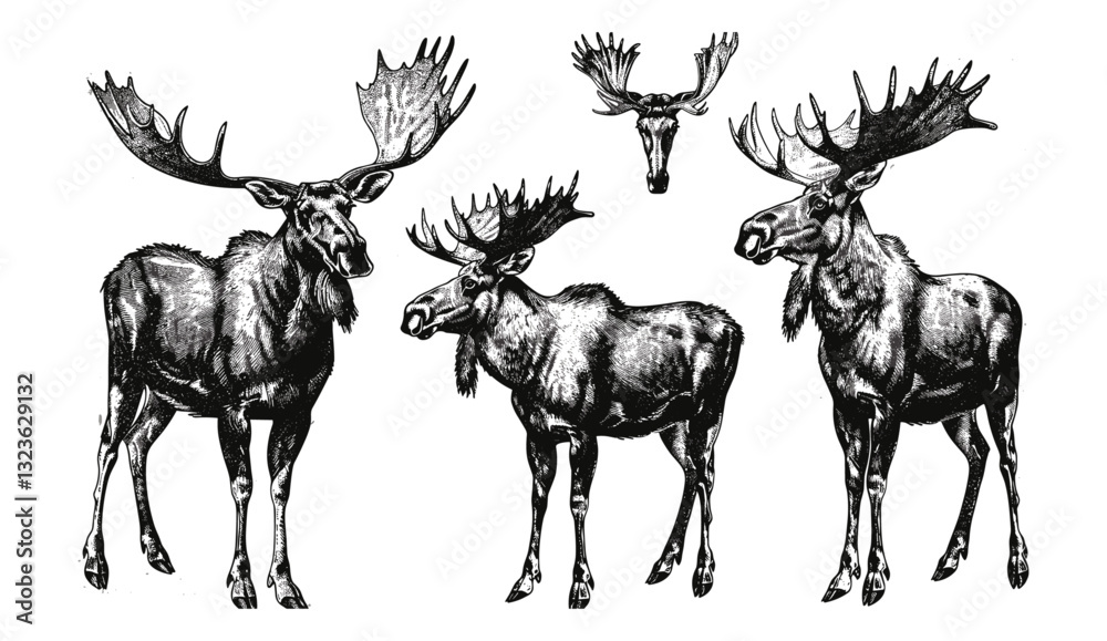 Ink sketch vintage moose, wild elk illustration, deer vector art ...