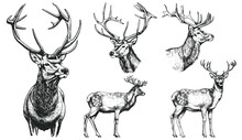 Deer Drawing Vintage Clipart Free Stock Photo - Public Domain Pictures