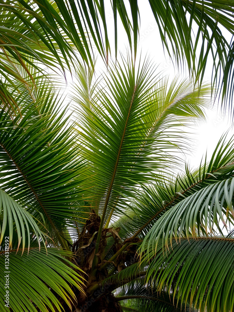 Areca catechu is a species of palm native to the Philippines cultivated ...