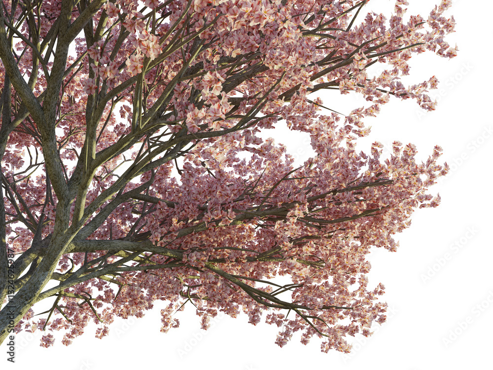 Prunus serrulata tree corner 4k png cutout transparent background Stock ...
