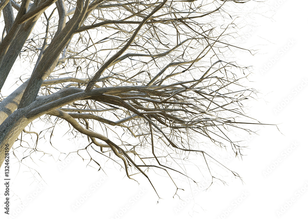 Quercus cerris tree winter corner 4k png cutout transparent background ...
