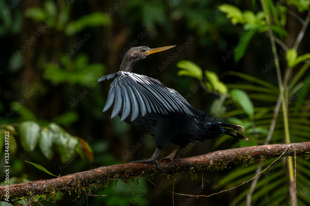 Bird drying its wings in the amazon rainforest of Ecuador Stock Photo ...