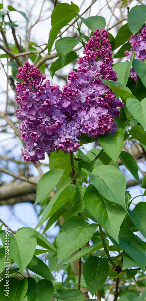 Syringa vulgaris | Common lilac - French lilac - Flowering shrubs ...