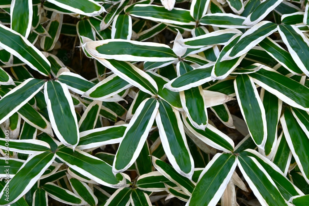 Kuma bamboo grass ( Sasa veitchii ) leaves. A Poaceae plant native to ...
