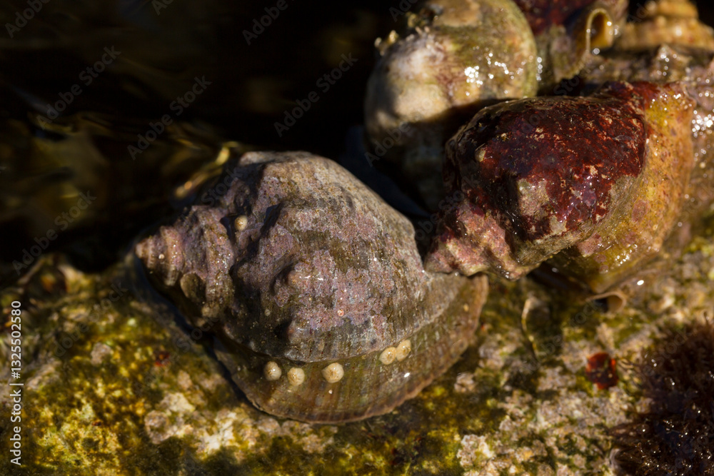 Rapana venosa, common name the veined rapa whelk, a marine gastropod ...