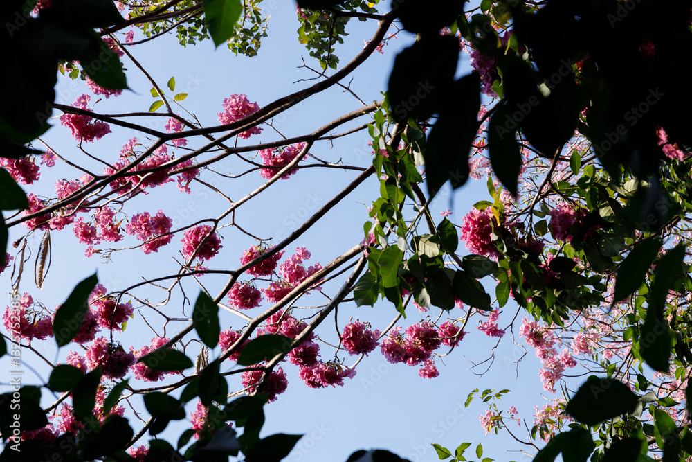 Pink Trumpet or Rosy Trumpet or Pink Tacoma tree, Tabebuia rosea ...