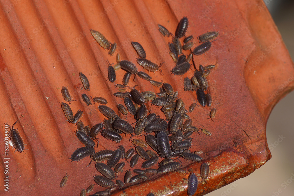 Common rough woodlice, rough woodlouse (Porcellio scaber), family ...