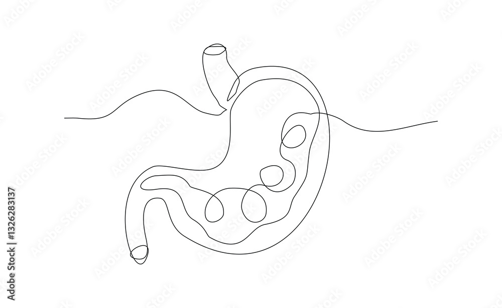 Continuous line of human stomach abdomen organ body anatomy biology ...