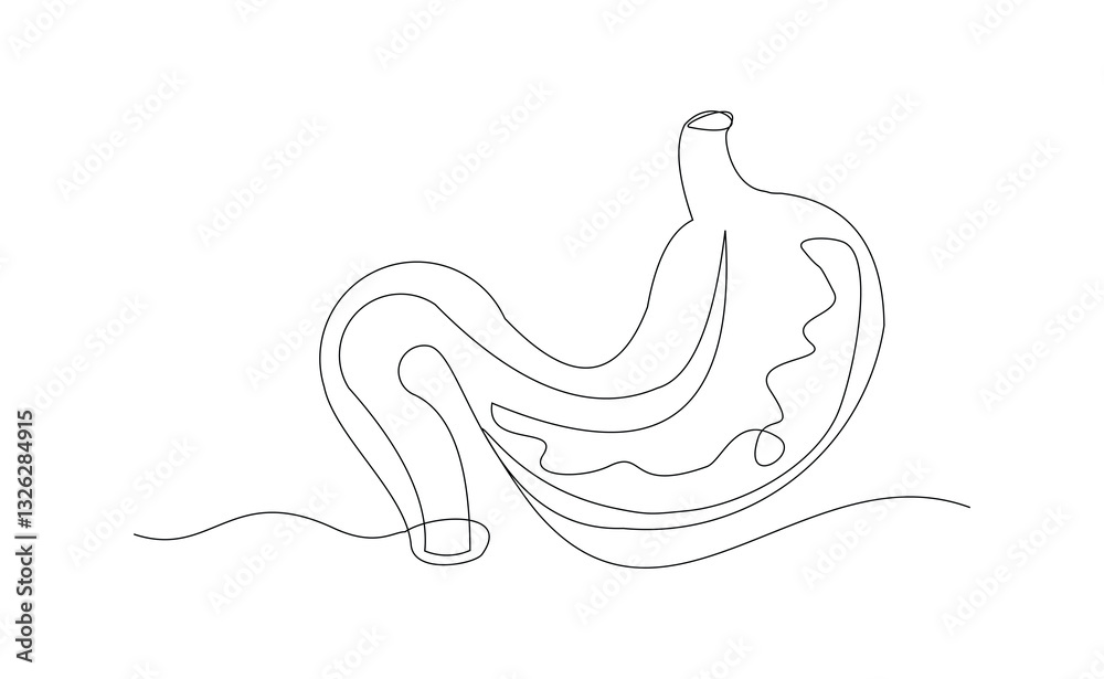 Continuous line of human stomach abdomen organ body anatomy biology ...