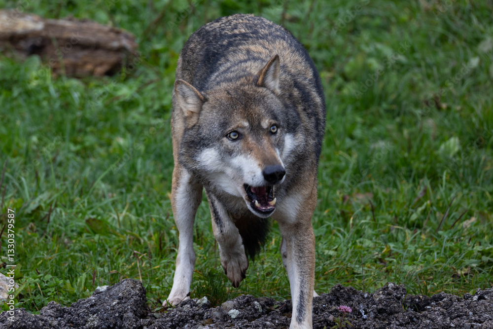 Gray wolf (Canis Lupus) also known as timber wolf looking straight at ...
