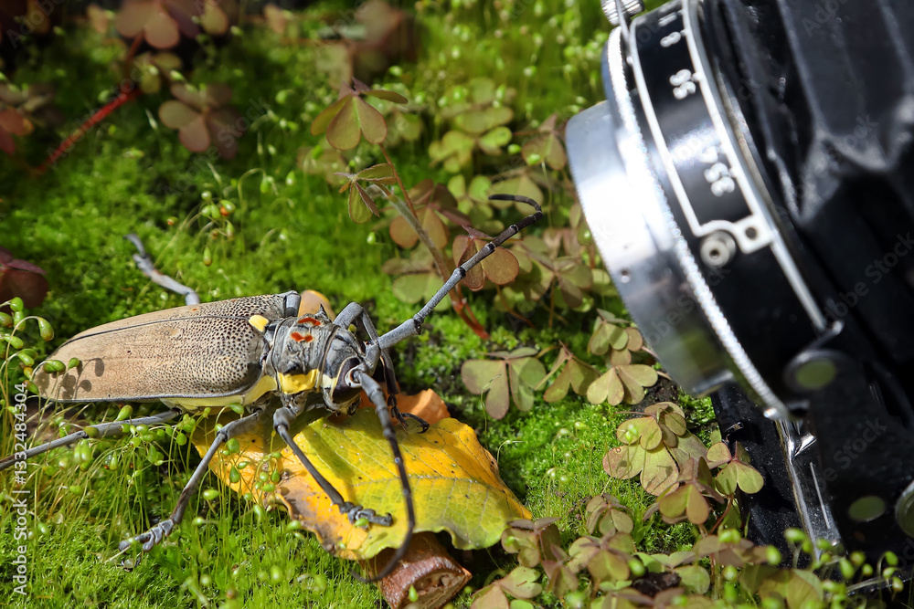 Photographing a Mango Tree Borer, Batocera rufomaculata in nature with ...