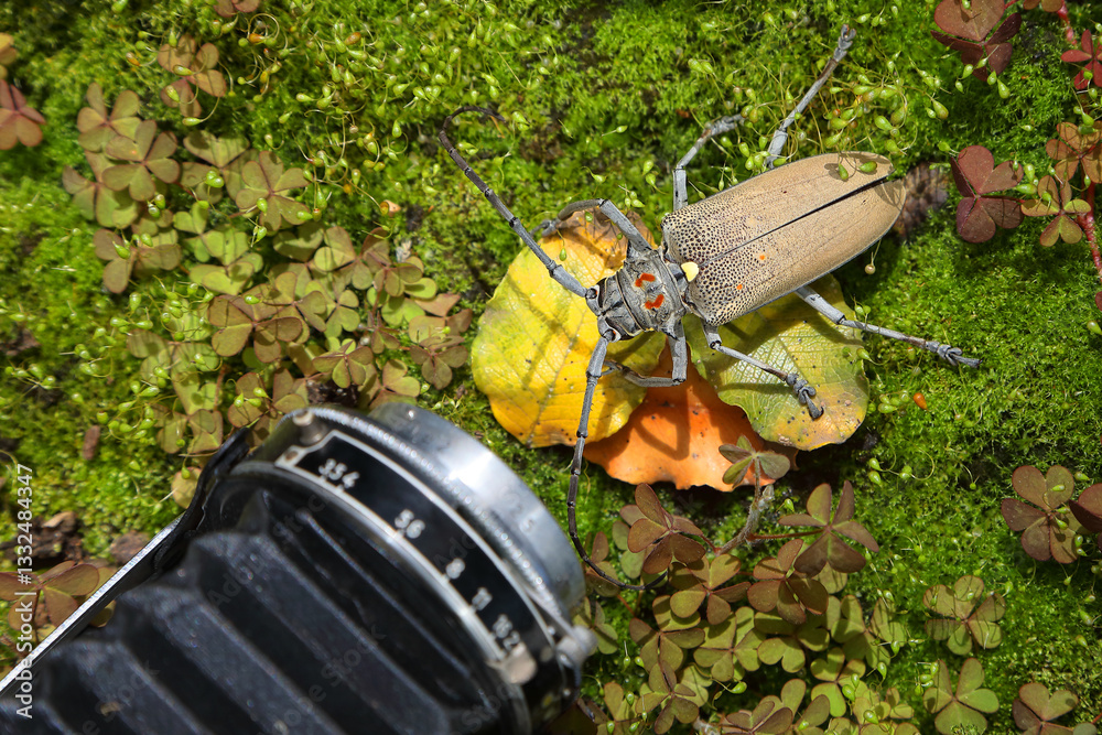 Photographing a Mango Tree Borer, Batocera rufomaculata in nature with ...