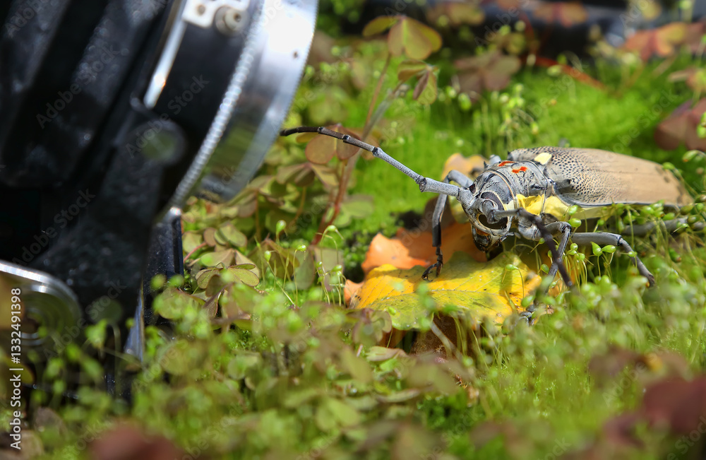 Photographing a Mango Tree Borer, Batocera rufomaculata in nature with ...
