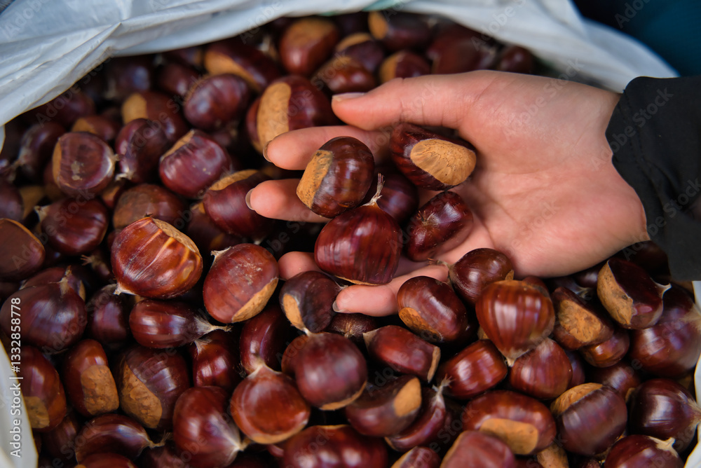 Chestnuts, which are the fruit of the chestnut tree Stock Photo | Adobe ...
