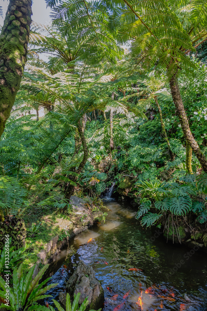 Flying Spider-monkey tree fern, Alsophila spinulosa, is a species of ...