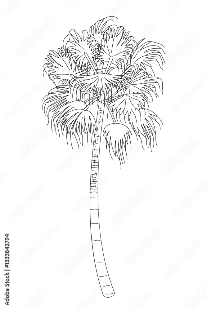 vector outline palm tree. Clip art isolated on transparent background ...