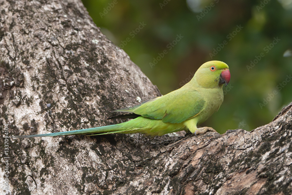 Rose-ringed parakeet - Psittacula krameri, ring-necked parakeet ...