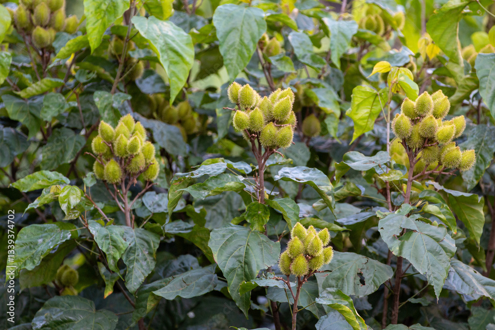 Urucuzeiro é uma árvore cujo fruto é o urucum, de onde se extrai o ...