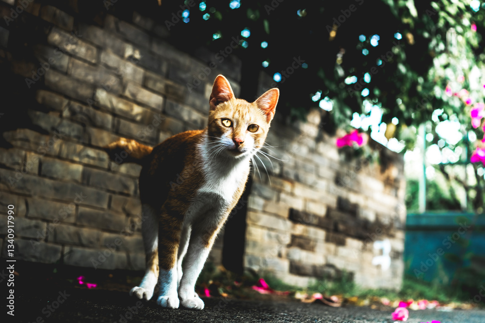 cats and their behavior continues to grow, so too does the bond between ...