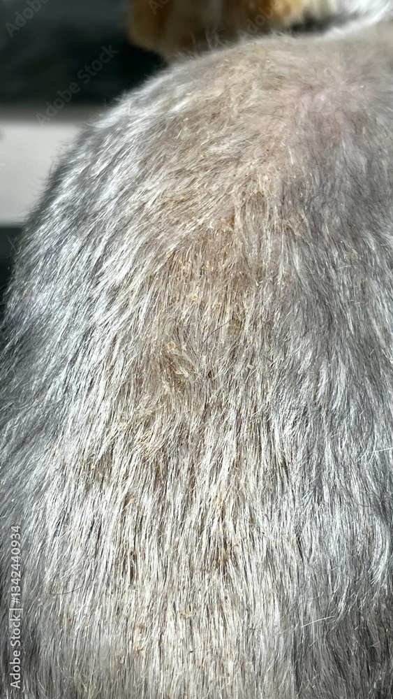 allergic reaction in a dog of the Yorkshire Terrier breed. dog's back ...