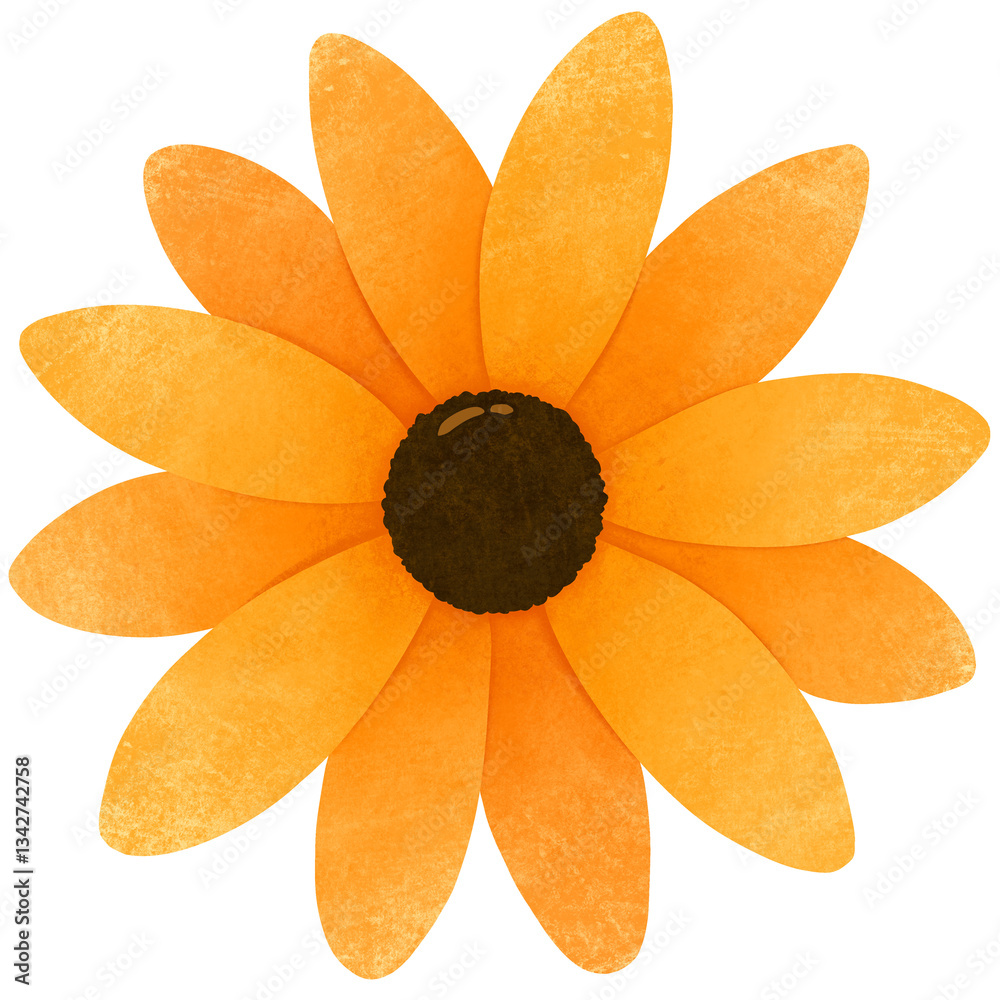 Orange daisy flower. Black eye Susan. Isolated spring flower ...