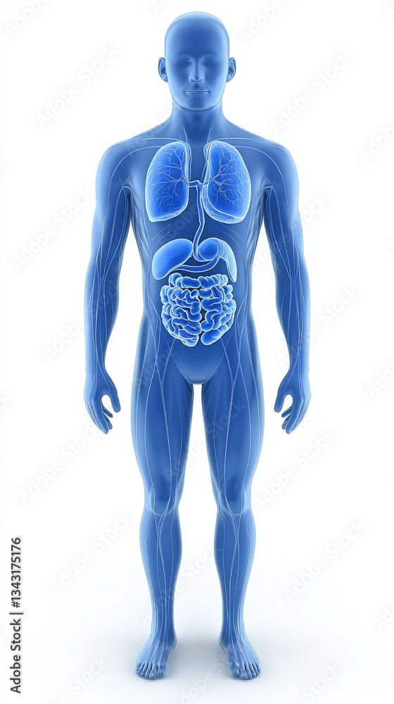 Human anatomy, internal organs, medical illustration, educational ...