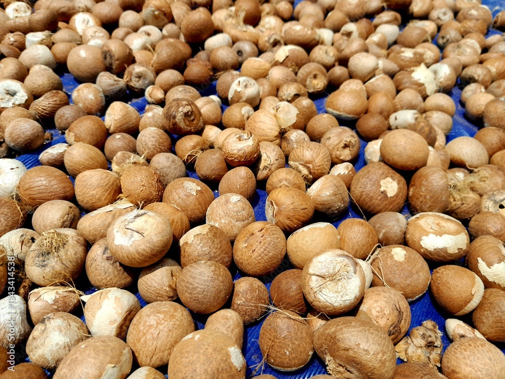 Fotografie Areca nut, also known as betel nut, is the fruit of the ...