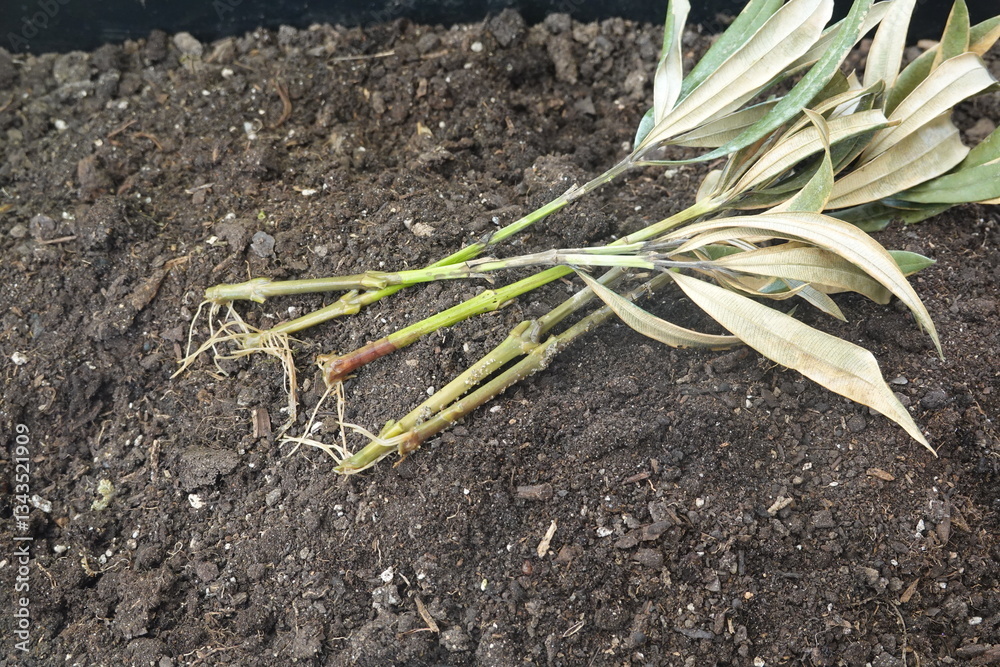 How to propagate oleander by cuttings, water cuttings of oleander plant ...