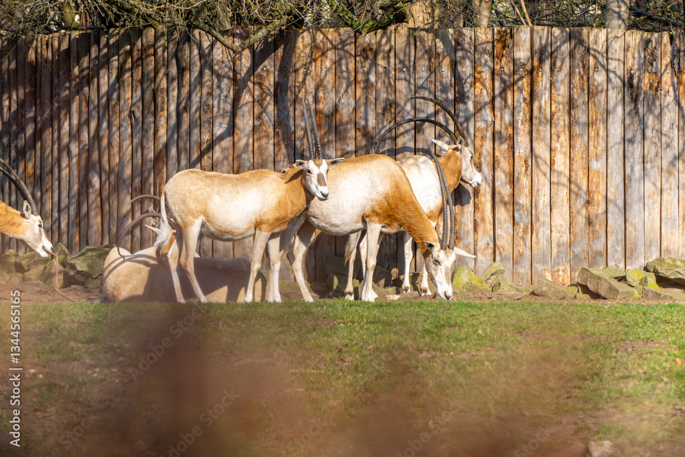 Scimitar-horned oryx (Oryx dammah) wild animals from the bovid family ...