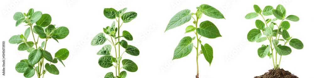 Four Stages of Soybean Plant Growth Showing Seedling Development from ...