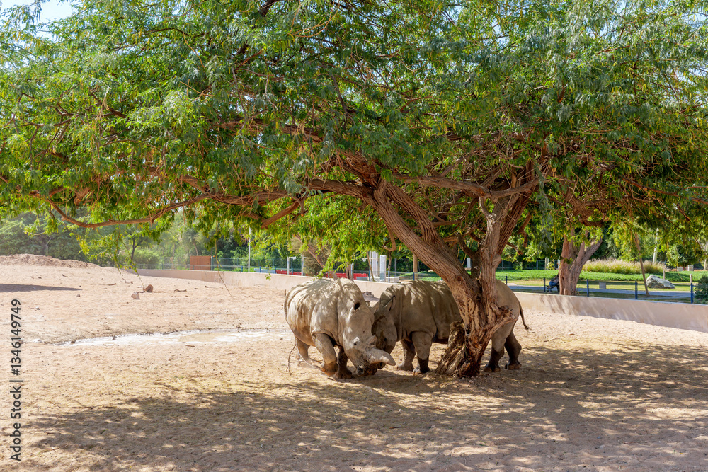 rhinoceros stands under tree in the shade, representing endangered ...