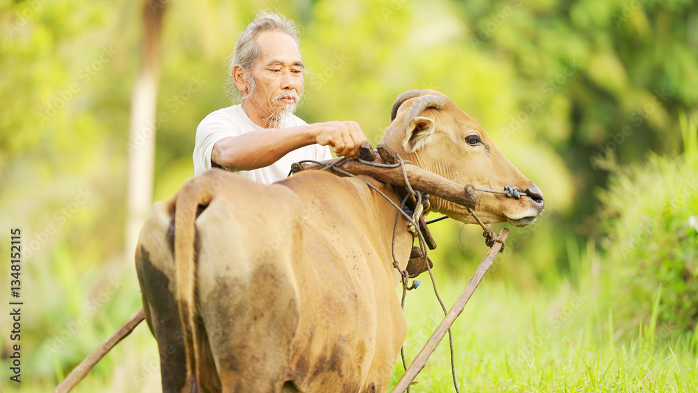 Old Balinese farmer harnessing a cow with a wooden neck yoke for ...