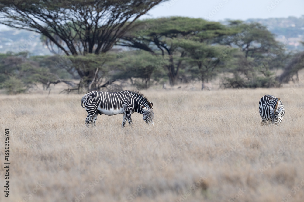Grevy's zebra standing in tall grass on the African savanna Stock Photo ...