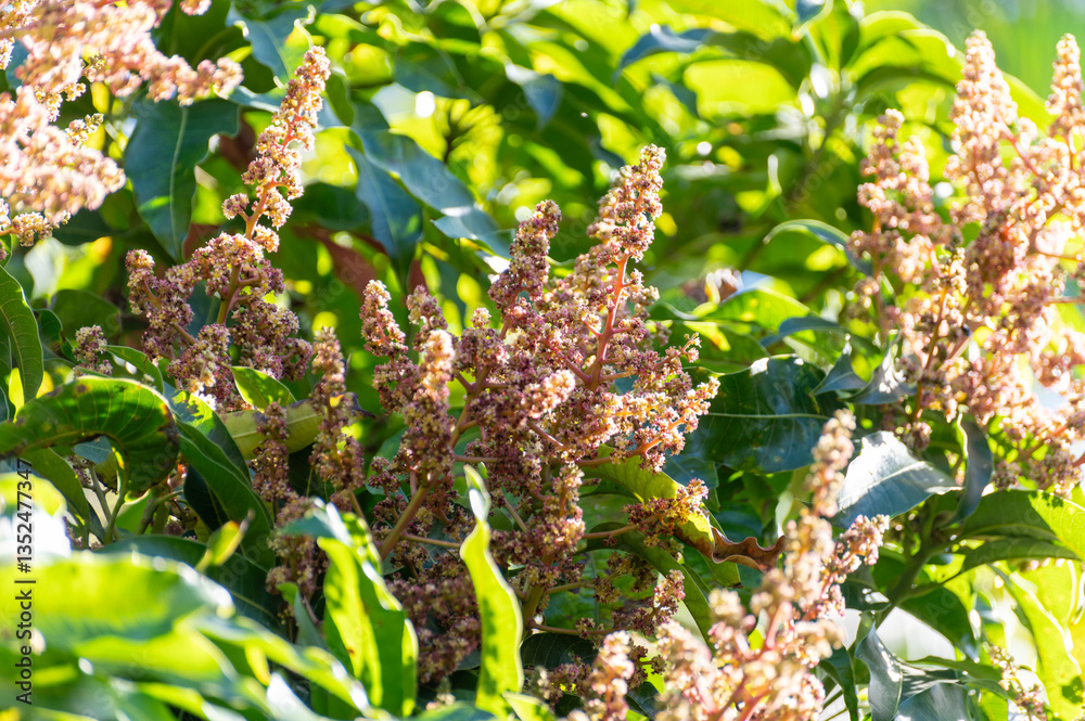 Seasonal blossom of tropical mango tree growing in orchard on Gran ...