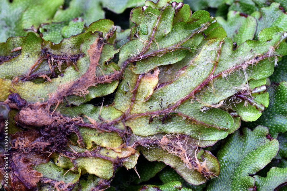 Detail of the rhizoids of the liverwort Conocephalum conicum seen from ...