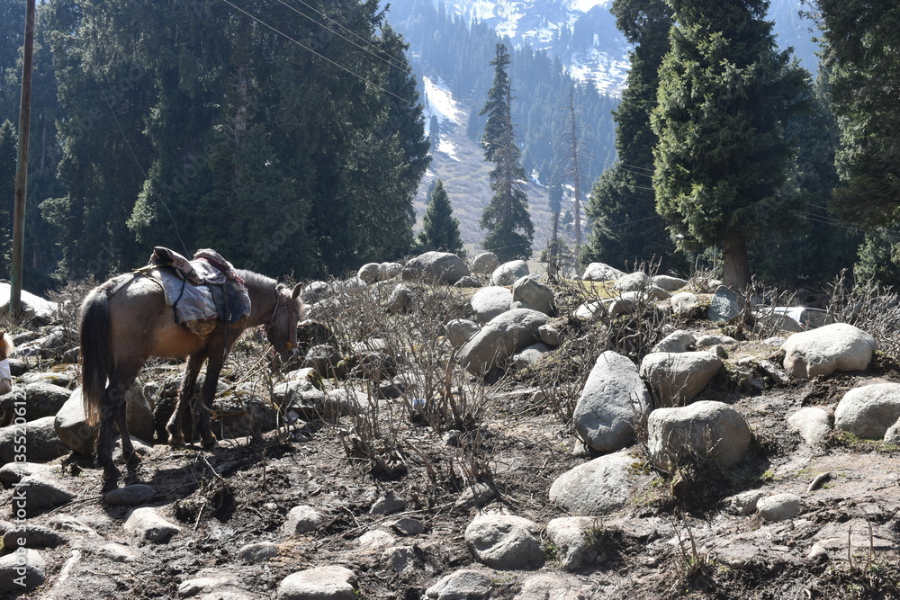 Pahalgam, meaning "village of shepherds" in Kashmiri, is a picturesque ...