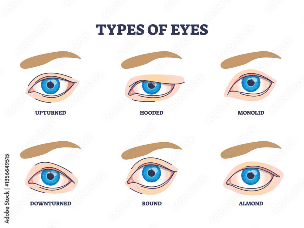 Types of eyes diagram showing six different eye shapes, upturned ...