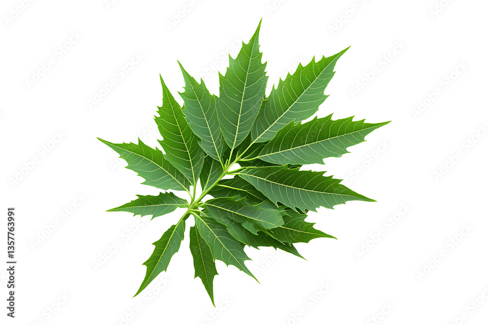 Neem Leaves Isolated on White and Transparent Background PNG Image ...