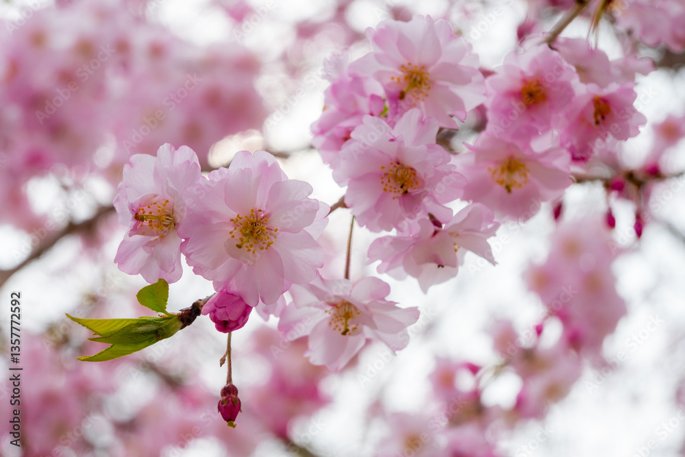 Soft pink sakura blooms, a symbol of renewal, grace a tree branch ...