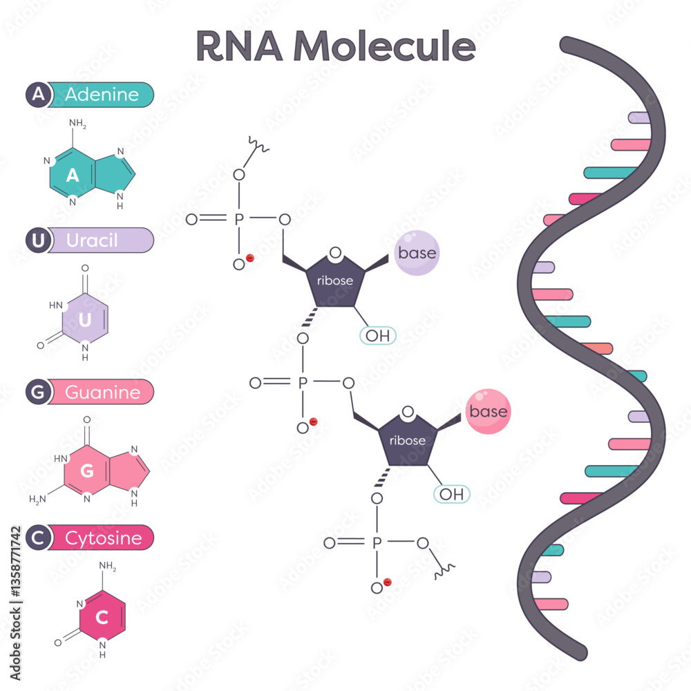 Genomic science illustration of the components of an RNA molecule Stock ...