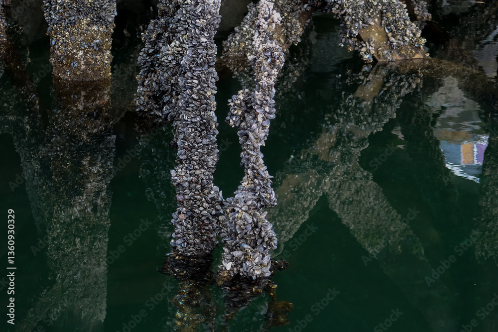Mussels and barnacles growing on a seaside restaurant in Sitka, Alaska ...