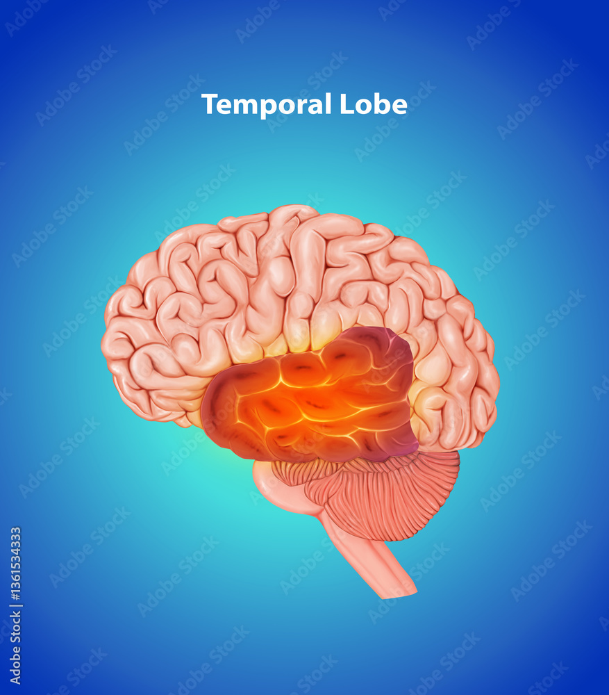 Temporal Lobe Medical Blue Illustration Human Brain anatomy Stock ...
