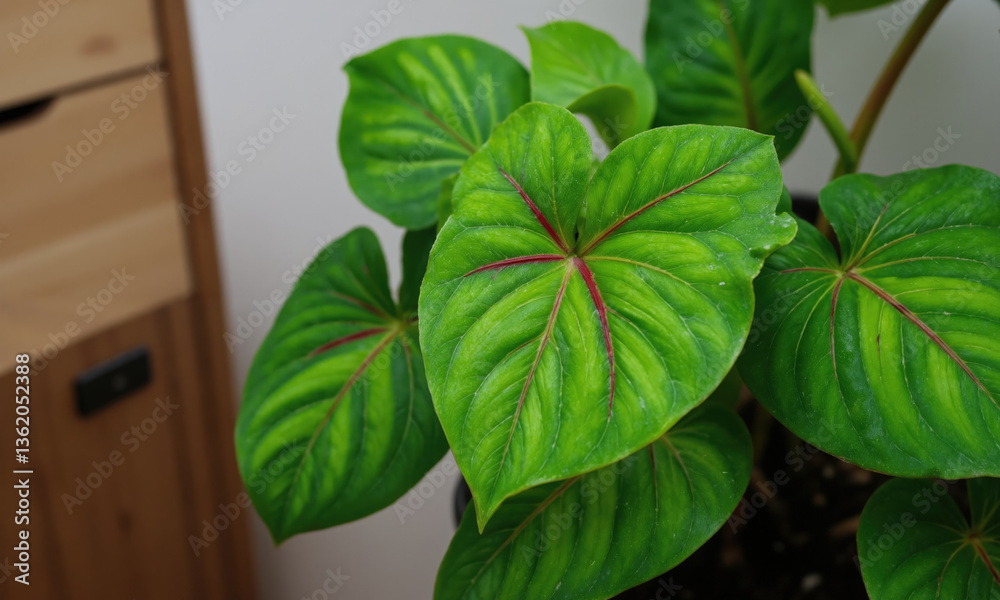 Maranta (Maranta leuconeura) Also known as the prayer plant for its ...