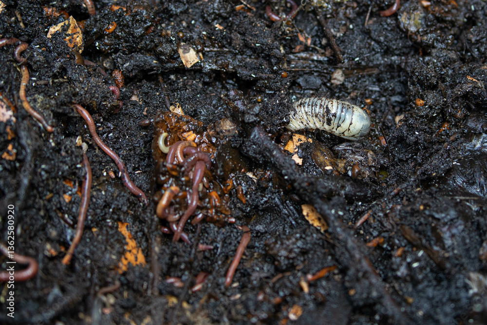 Earthworms in action: decomposing organic waste in the vermicomposting ...