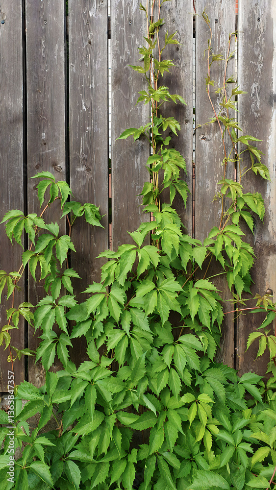 Vine of climbing plant with green five-finger leaves - Parthenocissus ...